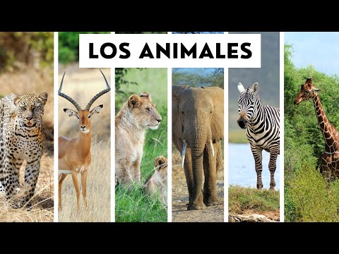 Discover 18 Fascinating Animals in Spanish: A Bilingual Journey!| Learn Spanish