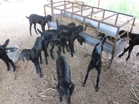 Goat Farming Service, Goatery Farm in India