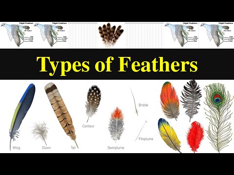Types of Feathers | Feathers | Different types of feathers