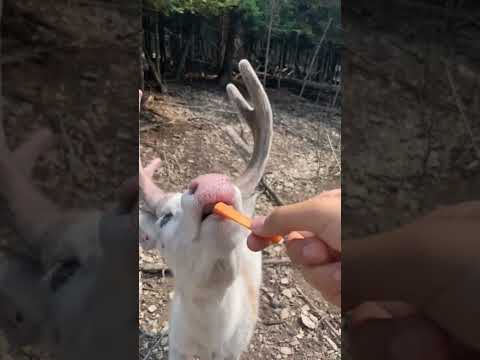 HAND FEEDING ALBINO BUCK #michigan #deer #albino