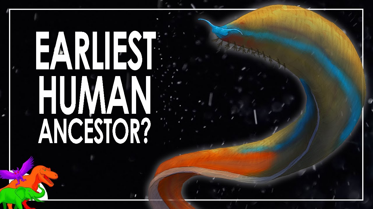 Pikaia – The First Vertebrate? Or Cambrian Oddball Cousin? | Dinosaurs EXPLAINED