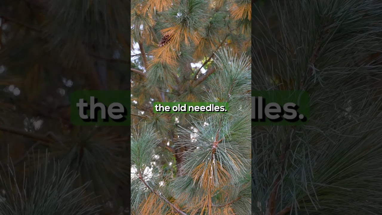 Brown or Yellow Pine Needles?🌲Here’s What’s Really Happening