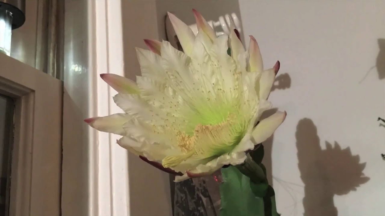 Rare Bloom of Cactus Flower - time-lapse