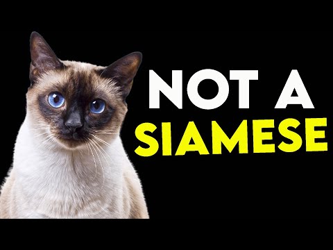 How To Tell If Your Cat Is A SIAMESE (EASY)
