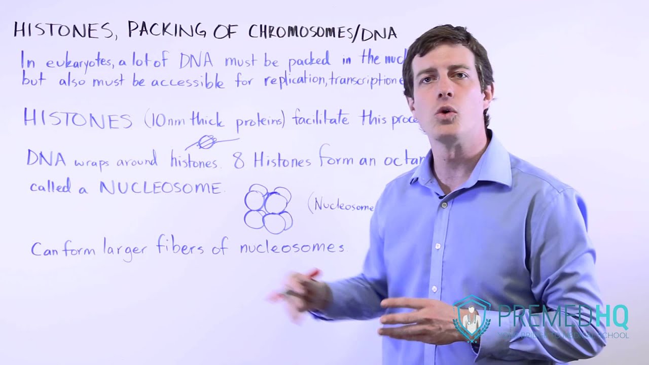Histones | DNA packing and nucleosomes