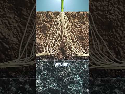 Learn the various factors that affect the way plant roots grow ???? #agphd #agriculture #tvshow