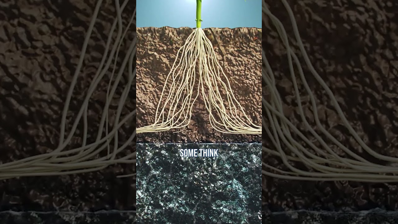 Learn the various factors that affect the way plant roots grow 🌱 #agphd #agriculture #tvshow
