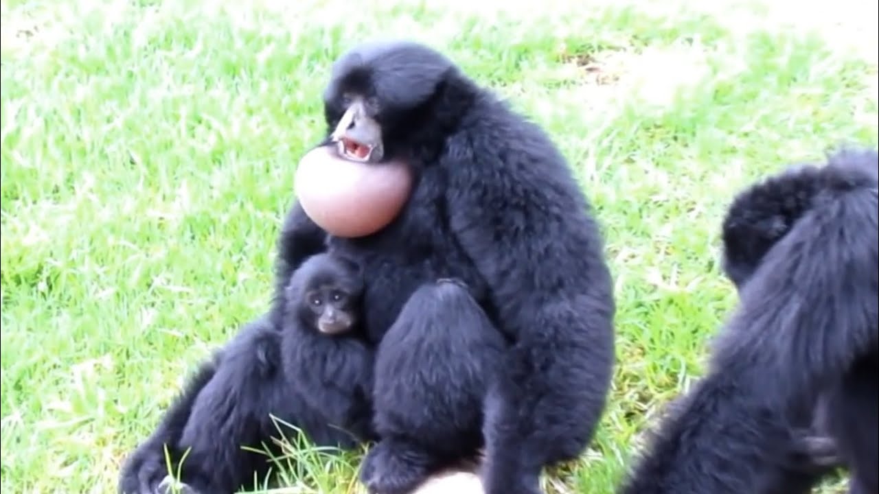 The most beautiful and funny siamang (gibbon) sounds