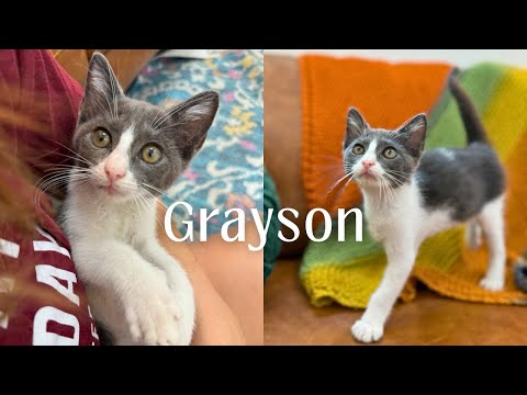 Cat for adoption - Grayson Grey, a Domestic Short Hair Mix in ...