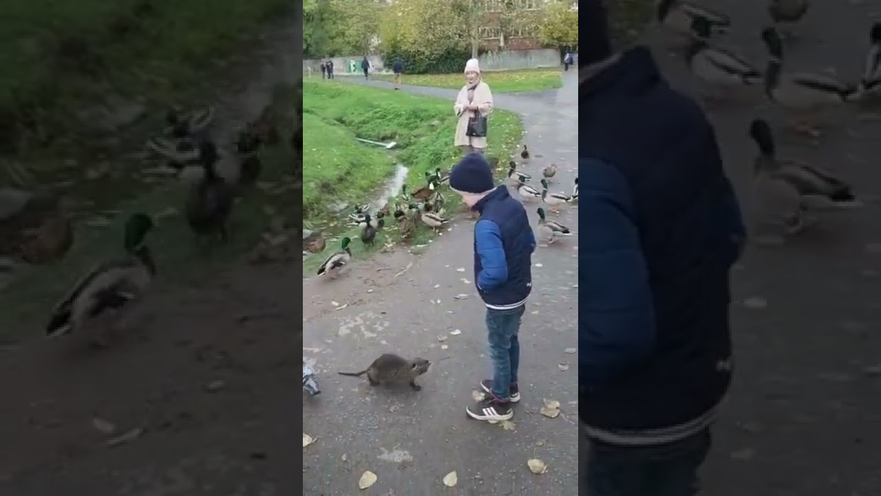 Nutria attack