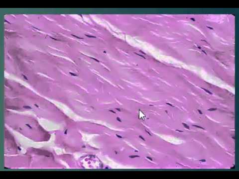 Dense regular connective tissue of penis
