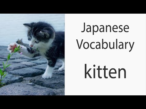 How to say "Kitten" in Japanese