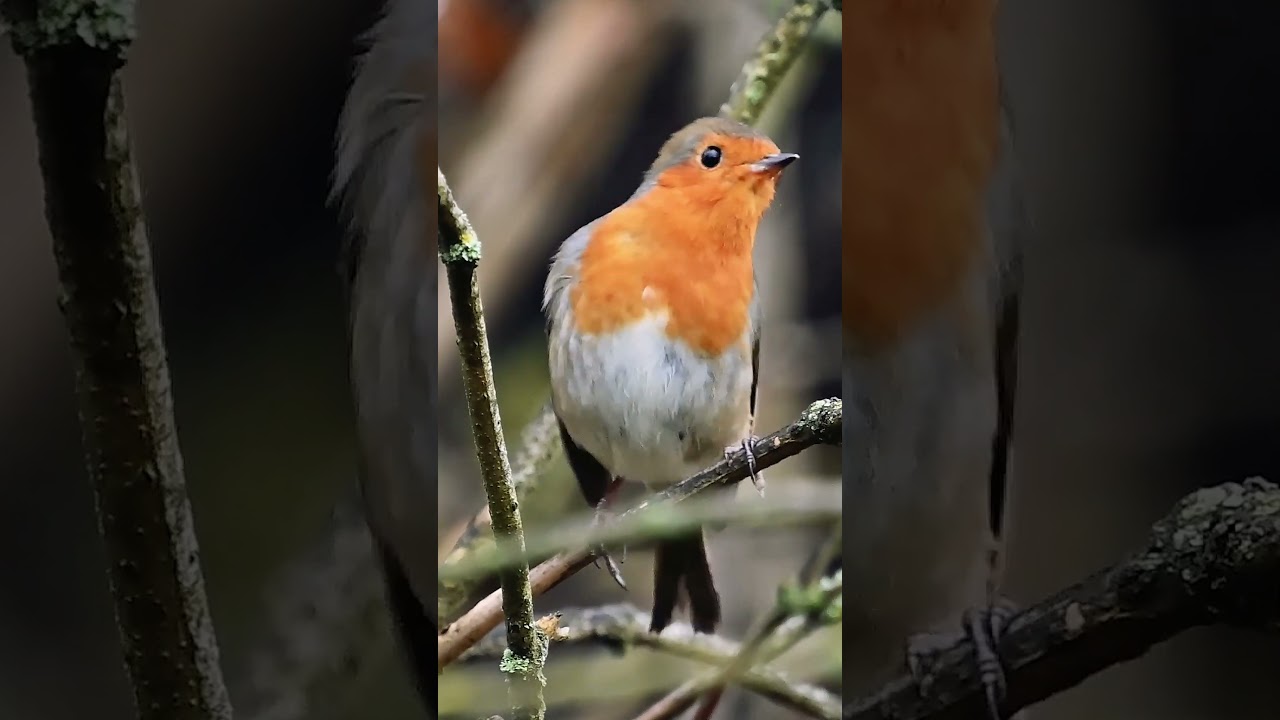 The Robin's Sweet Singing - Bird Sounds #shorts