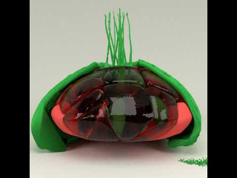A zebrafish neuromast