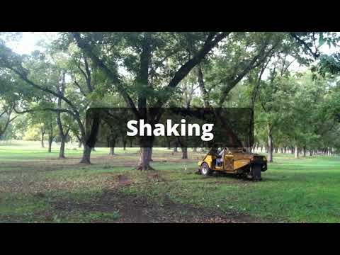 American Pecan Co. Shaking the trees Oliver grove