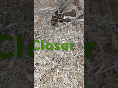 Can You See The Image On Her Nose? #animals #snake #pets #animal #wildlife #shorts #shorts