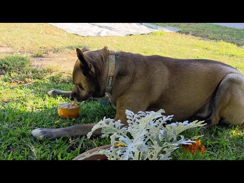 How to Make Pupsicles