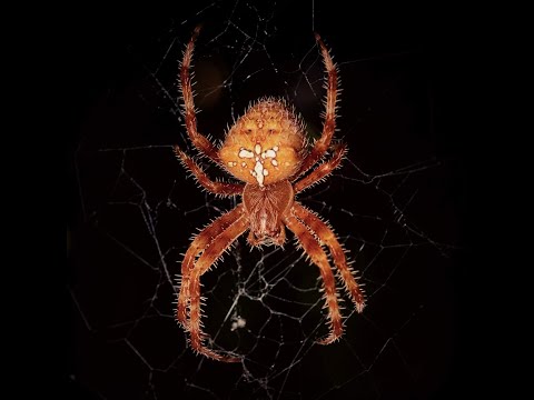 Araneus diadematus/pallidus