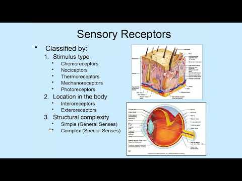 General Senses