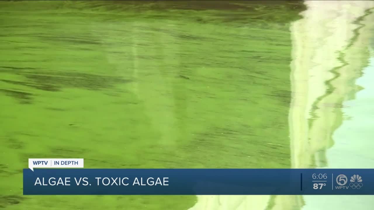 What's the difference between algae and toxic algae?