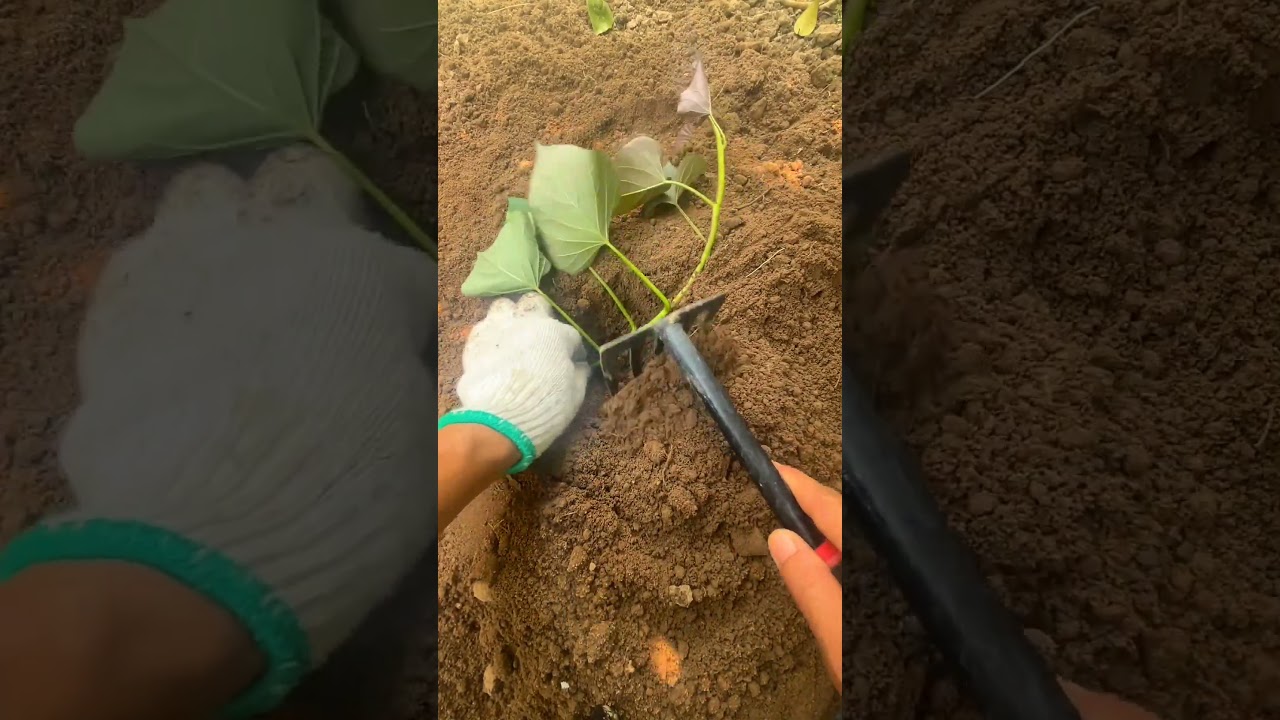 Amazing Sweet Potato Plantation Process ☘️#farming #reels #farmer