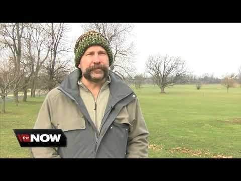 Local archaeologist believes Buffalo may have a "new" oldest tree