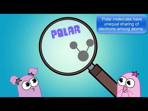Hydrogen bonds in Water Molecules