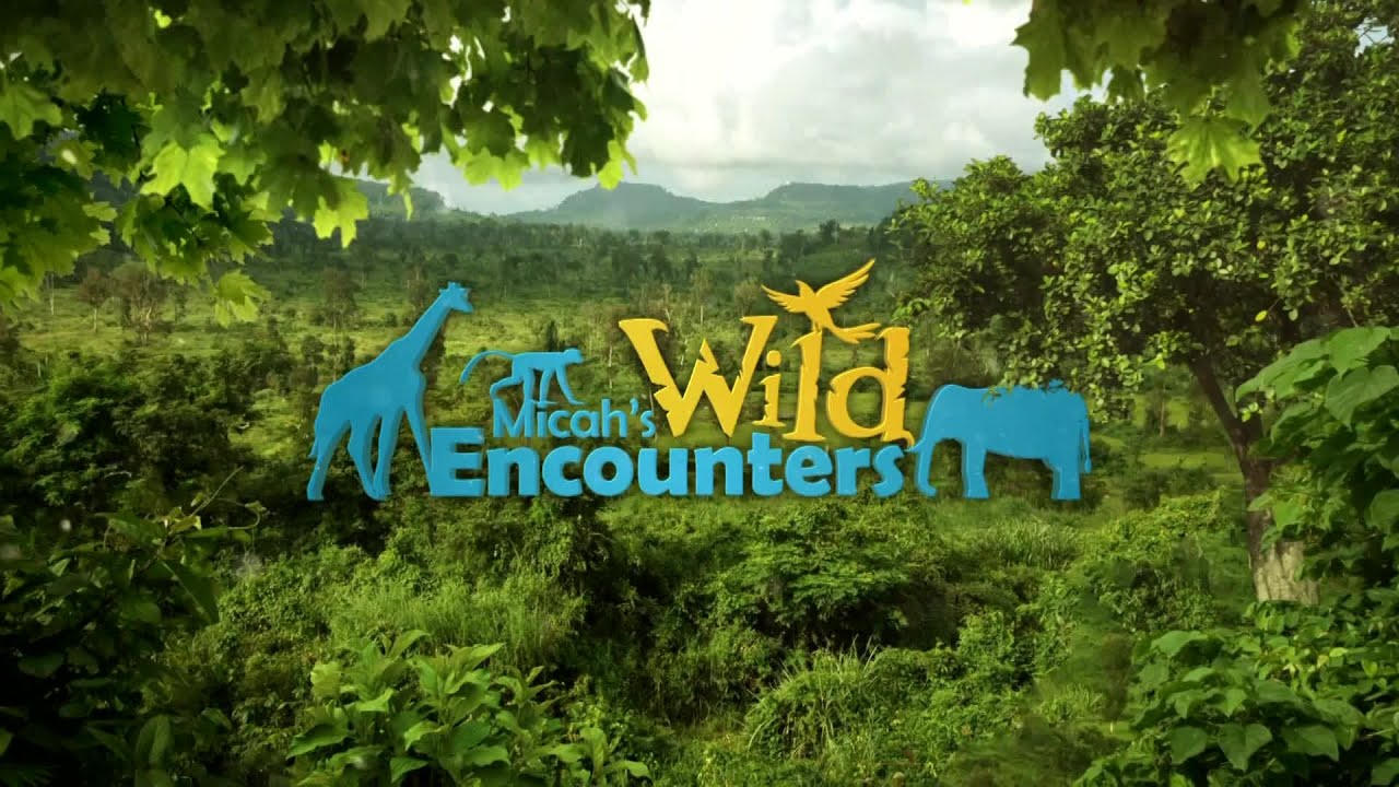 Wild Encounters: Toucans