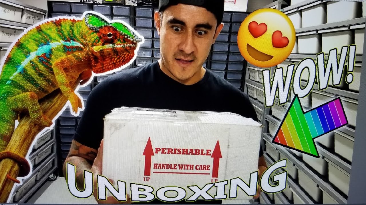 NEW PET UNBOXING AND EPIC BALL PYTHON HATCHLINGS