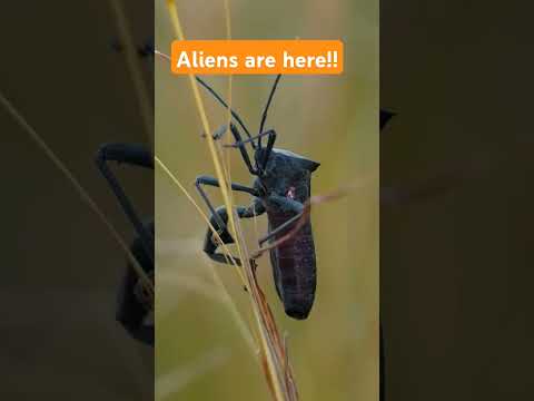 Shield Shaped Bug #naturelovers #insect #bugs
