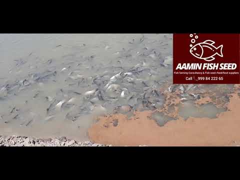 Catfish Seed - Wholesale Price & Mandi Rate for Catfish Fingerlings in ...