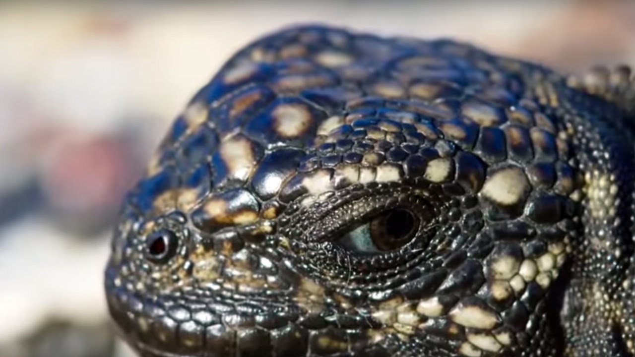 Welcome To The BBC Earth Channel!