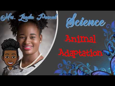 Science: Animal Adaptation (Mimicry & Camouflage)