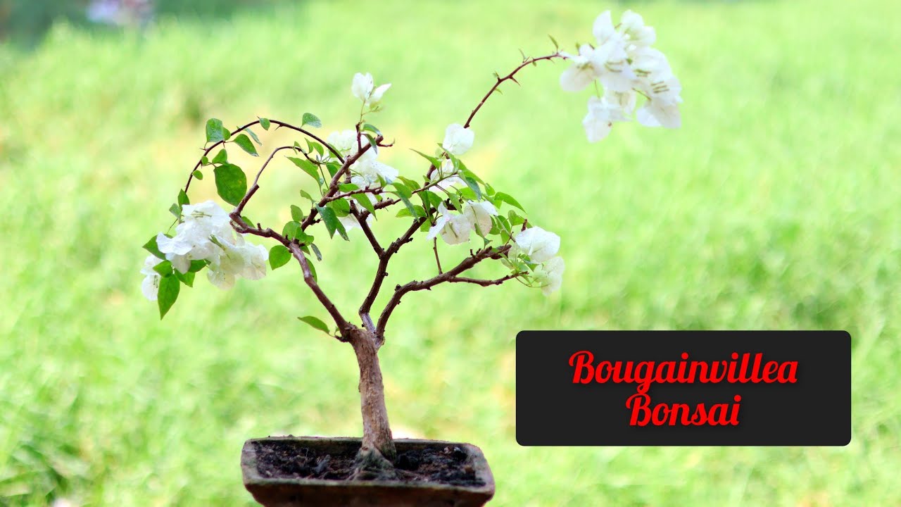 Bougainville Bonsai || How To Make A Bougainvillea Bonsai || Update