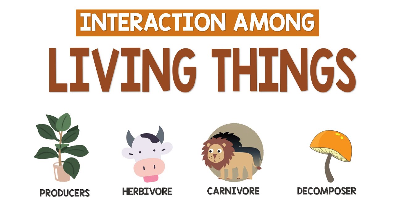 Interaction among Living Things | Animation