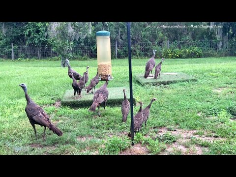 Curious Great Dane Watches A Rafter Of Wild Turkeys