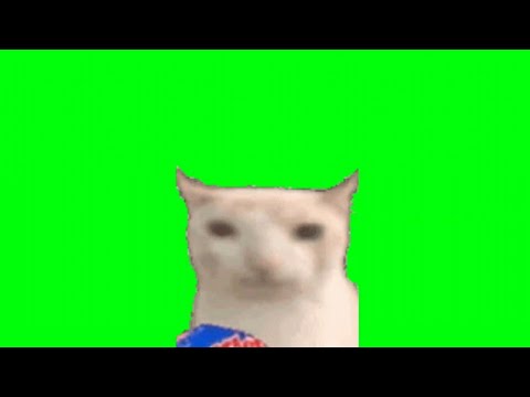 Cat Eating Chips !!