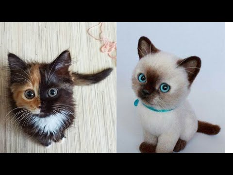 Revolution Plus For Cats / Cat Treats / The Cat