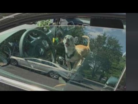 Facebook post shows dog inside hot car