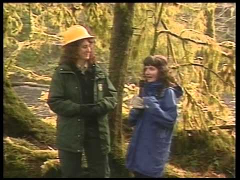 Characteristics of temperate rain forests