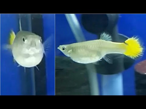 Is my guppy female pregnant or has dropsy? how to identify and treat dropsy disease in aquarium fish