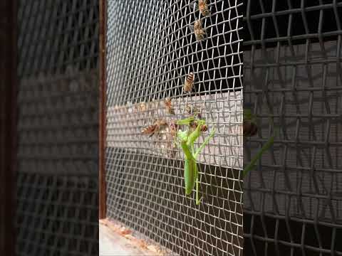 Praying Mantis Attacks Japanese Honeybees. A Brave Rescue Attempt