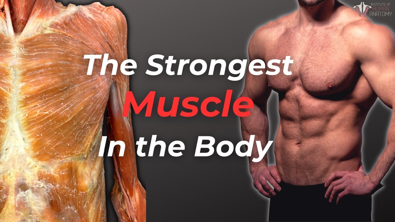 The Strongest & Most Fascinating Muscles In Your Body
