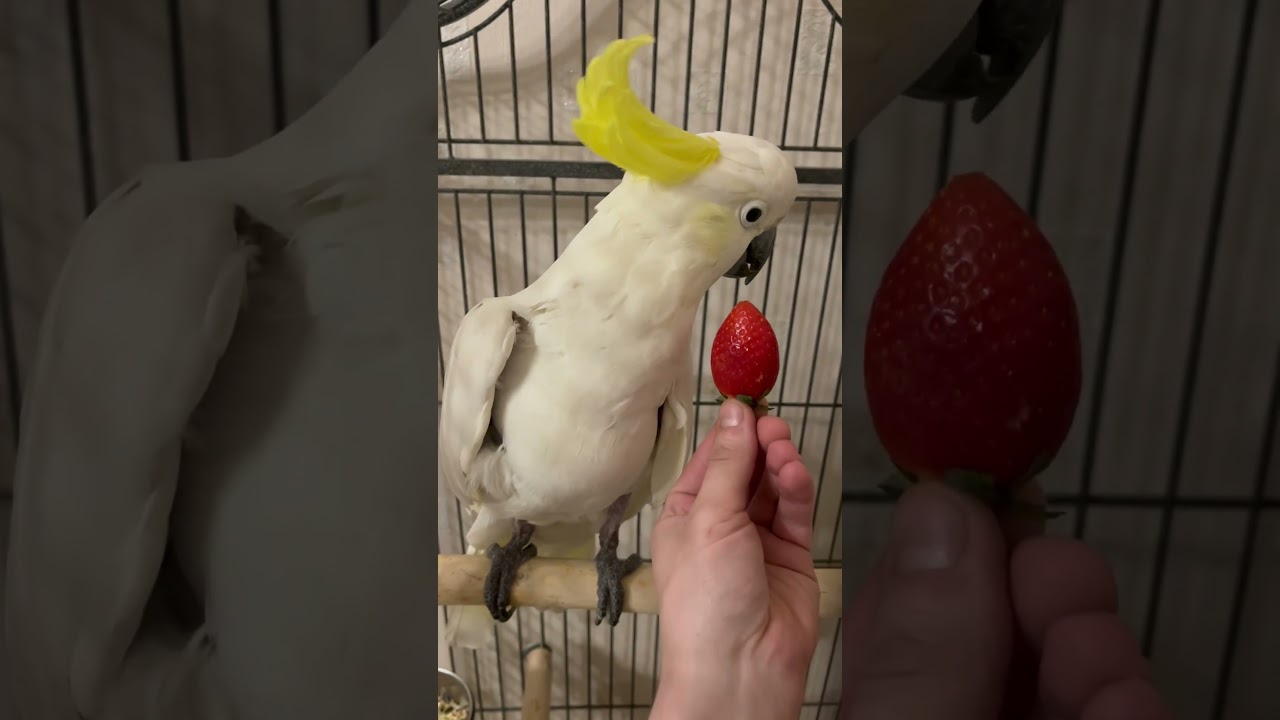 Richie the Cockatoo won't eat strawberries