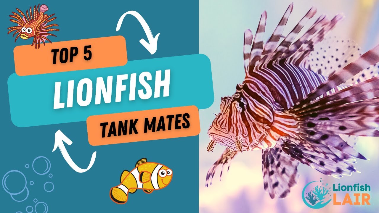 Top 5 Lionfish Tank Mates to Brighten up Any Aquarium