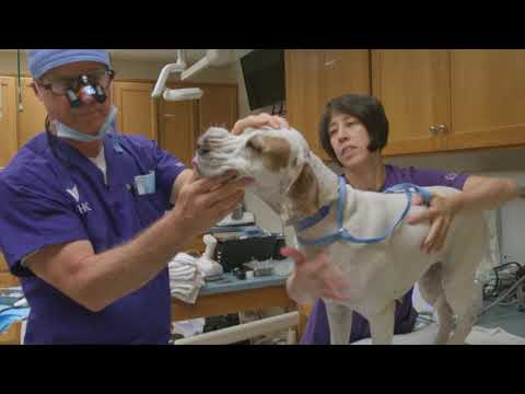 Veterinary Health Center - Advanced Dentistry