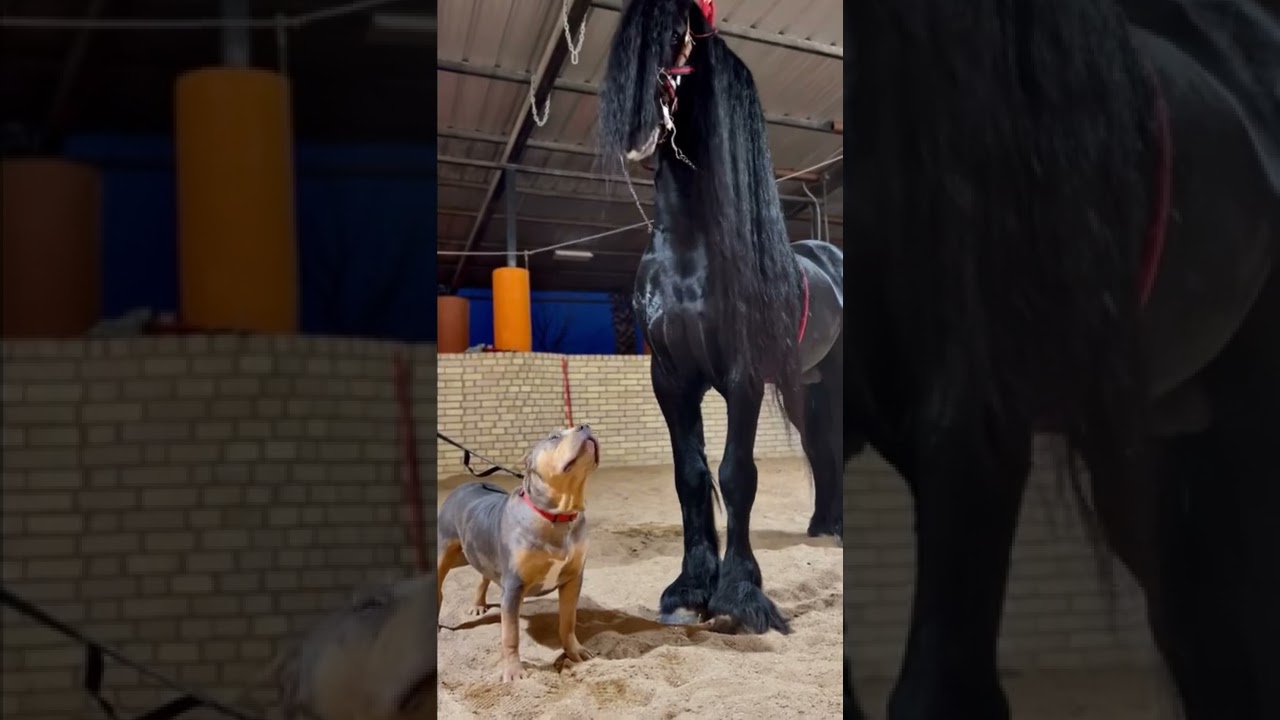 Caballo frison de registro