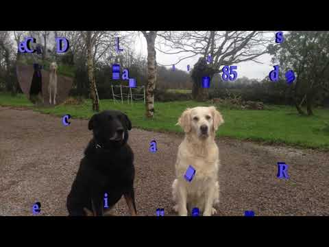 le lévrier persan et le barzoi