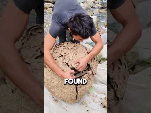 Exploring the Inside of an Asian Wasp Nest