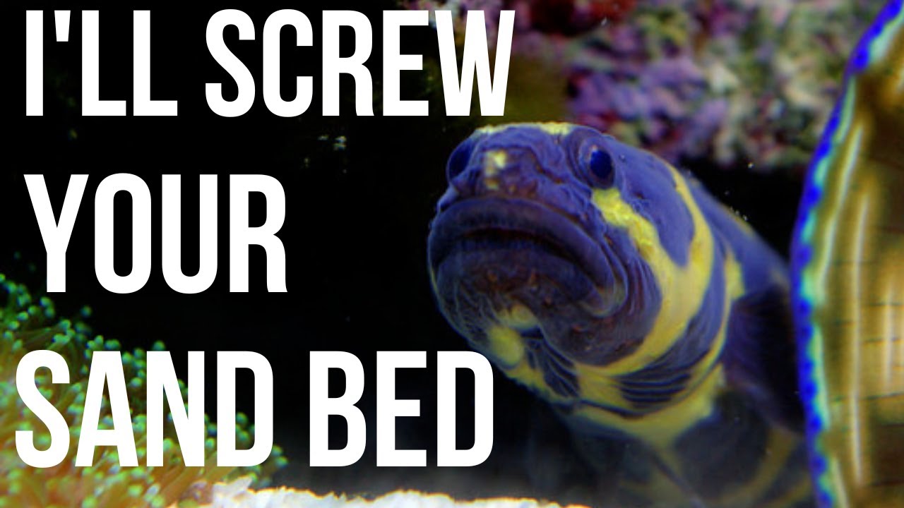 Engineer goby - Some call them saltwater aquarium eel